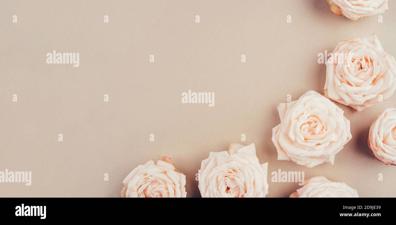 Spring background. Rose flowers on a beige background Stock Photo - Alamy