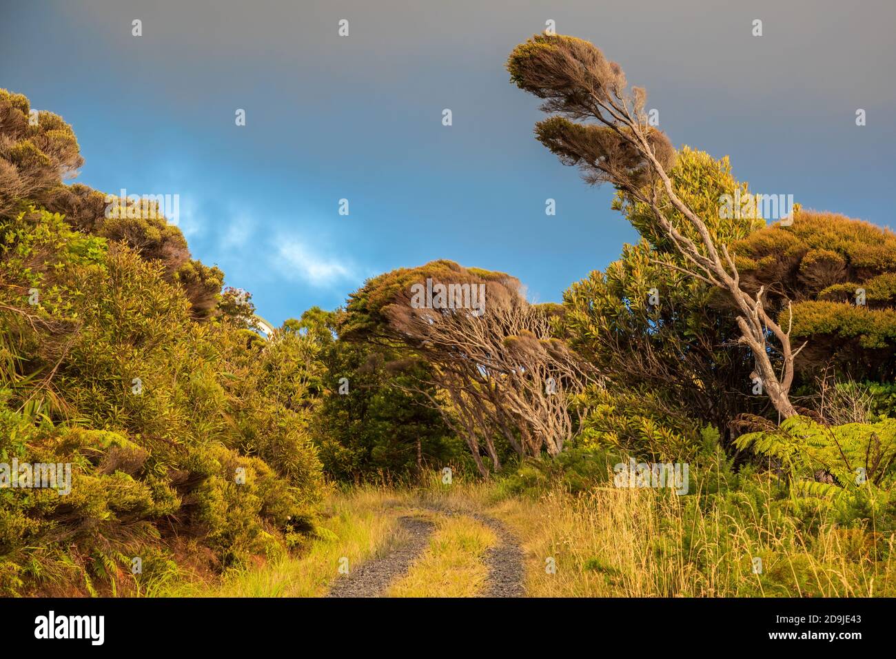 Manuka tree on coastal hill Stock Photo - Alamy