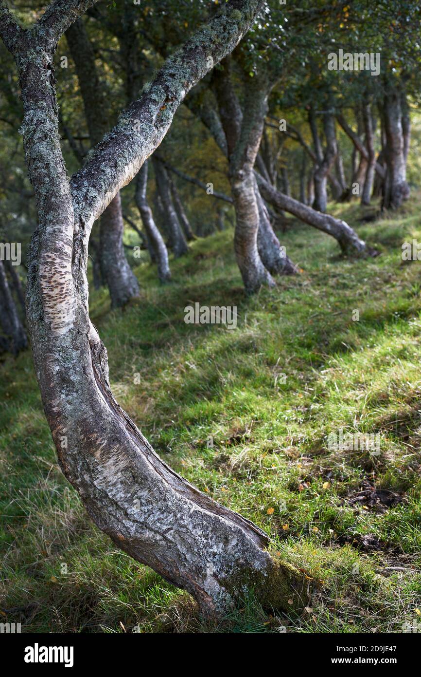 Woods silver birch tree hi-res stock photography and images - Alamy