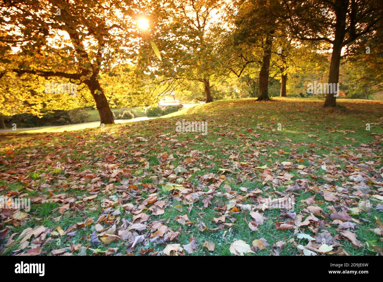 Dawn brown hi-res stock photography and images - Alamy