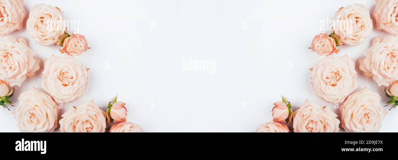 Spring background. Rose flowers on a white background Stock Photo - Alamy