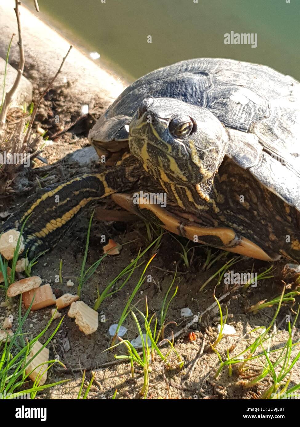 Vertical closuep shot of a tortoise Stock Photo - Alamy