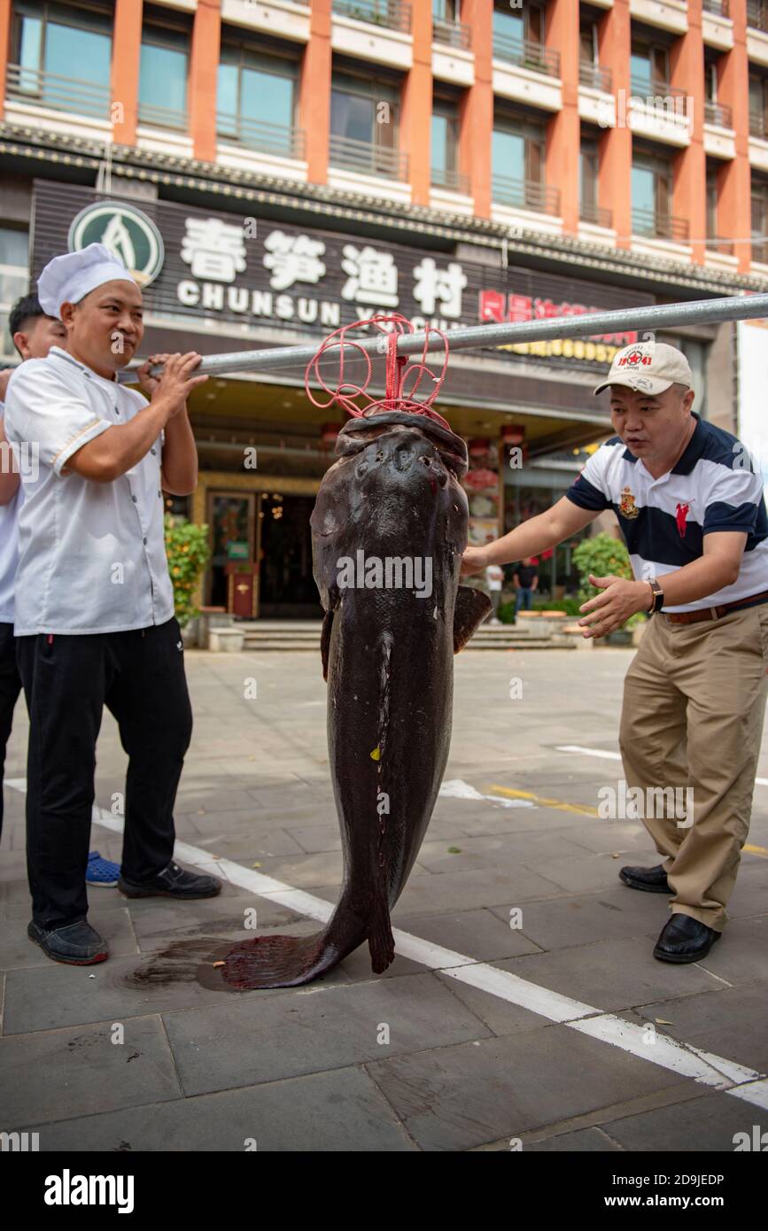 Local fisherman caught two giant grouper which weigh 179 grams and 158 ...