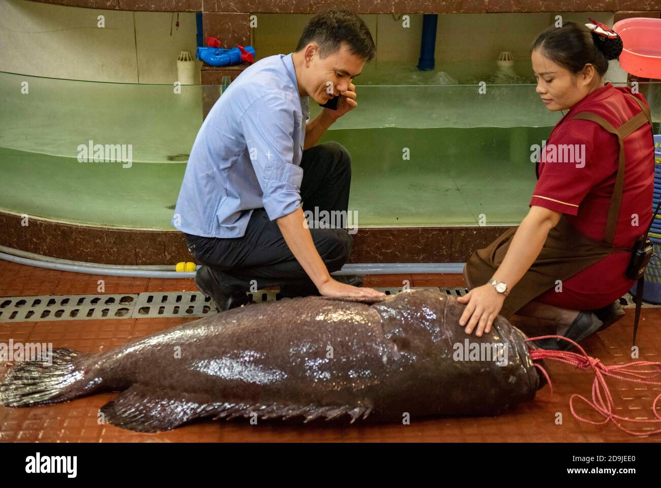 Local fisherman caught two giant grouper which weigh 179 grams and 158 ...