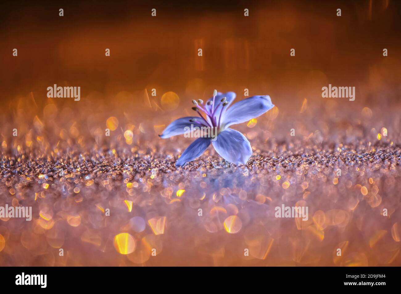 Tung blossom tree hi-res stock photography and images - Alamy