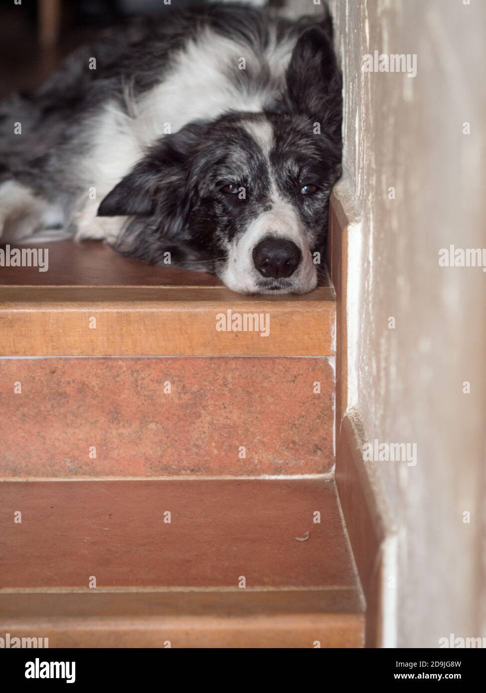 Border collie dog looking really bored on top of flight of stairs Stock ...