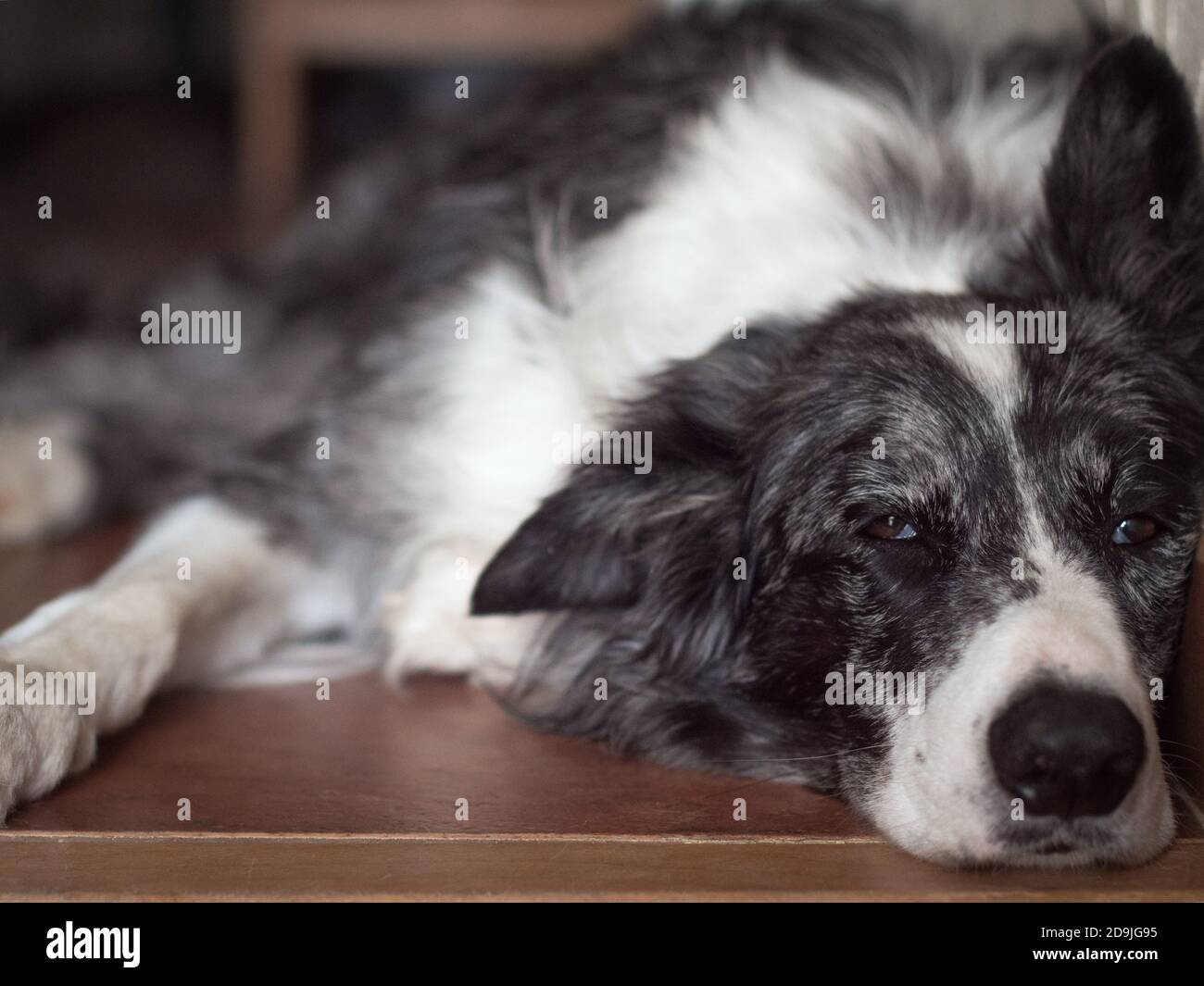 Horizontal close up of Border collie dog taking a nap at home Stock ...