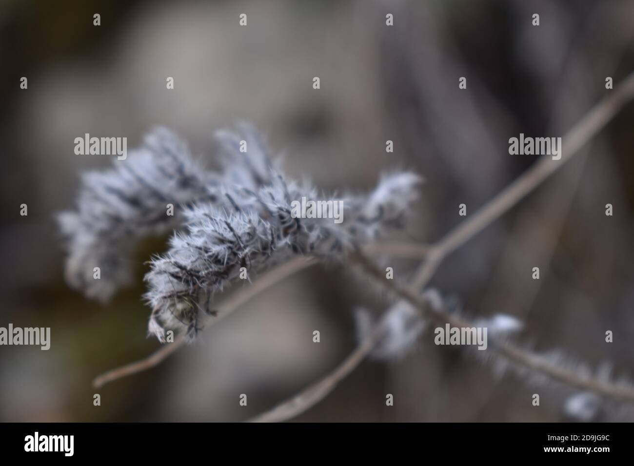 The soft element of our nature in Sapporo Japan Stock Photo - Alamy
