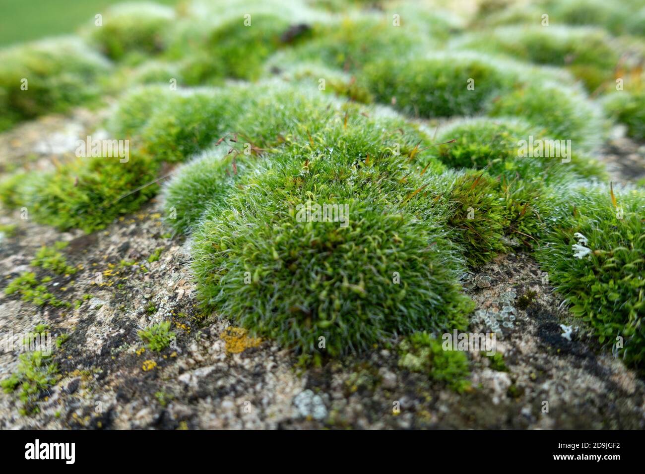 close up of garden moss growing on a wall Stock Photo - Alamy