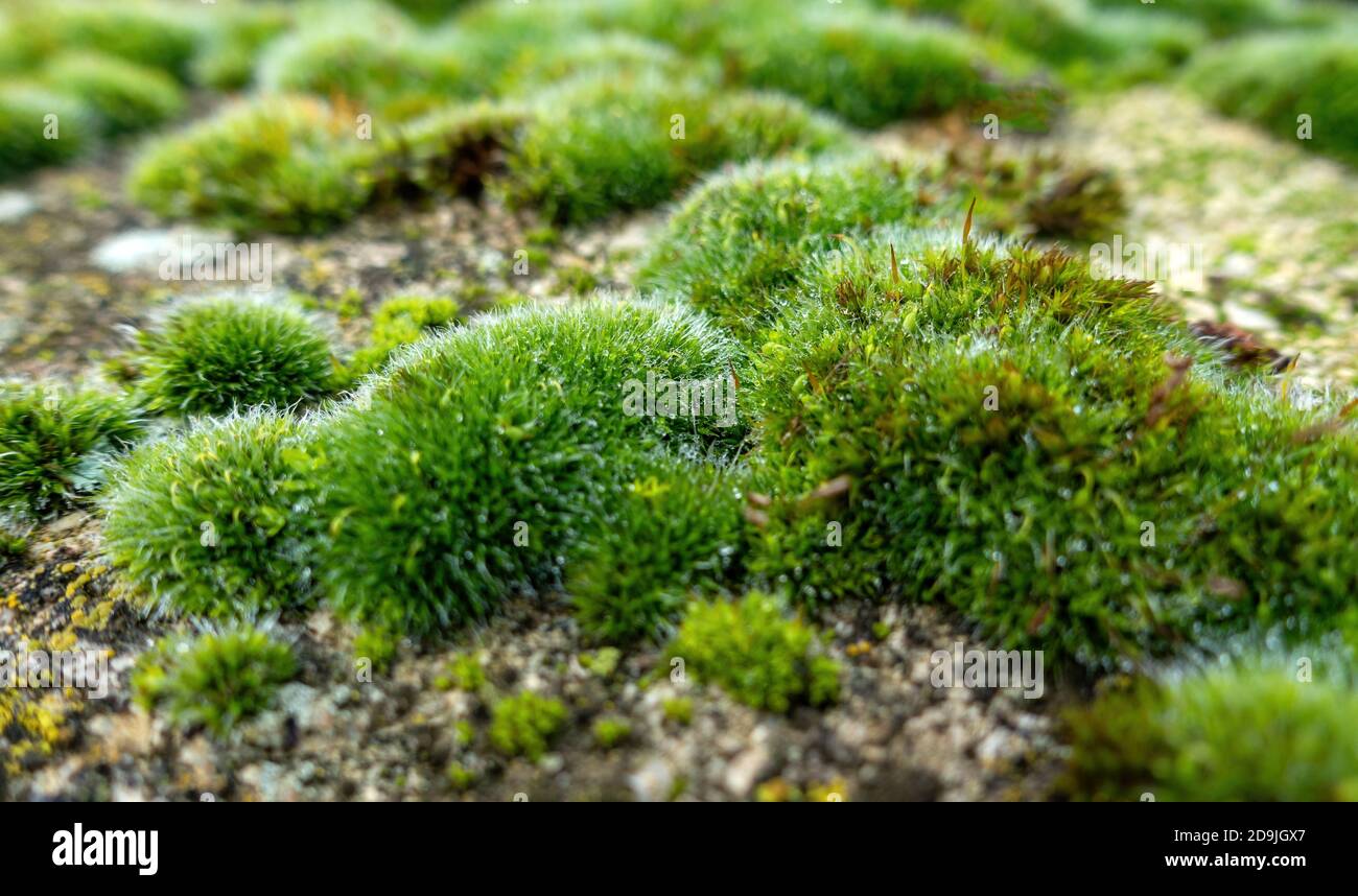 Close-up of very old garden Moss growing in an English garden Stock ...