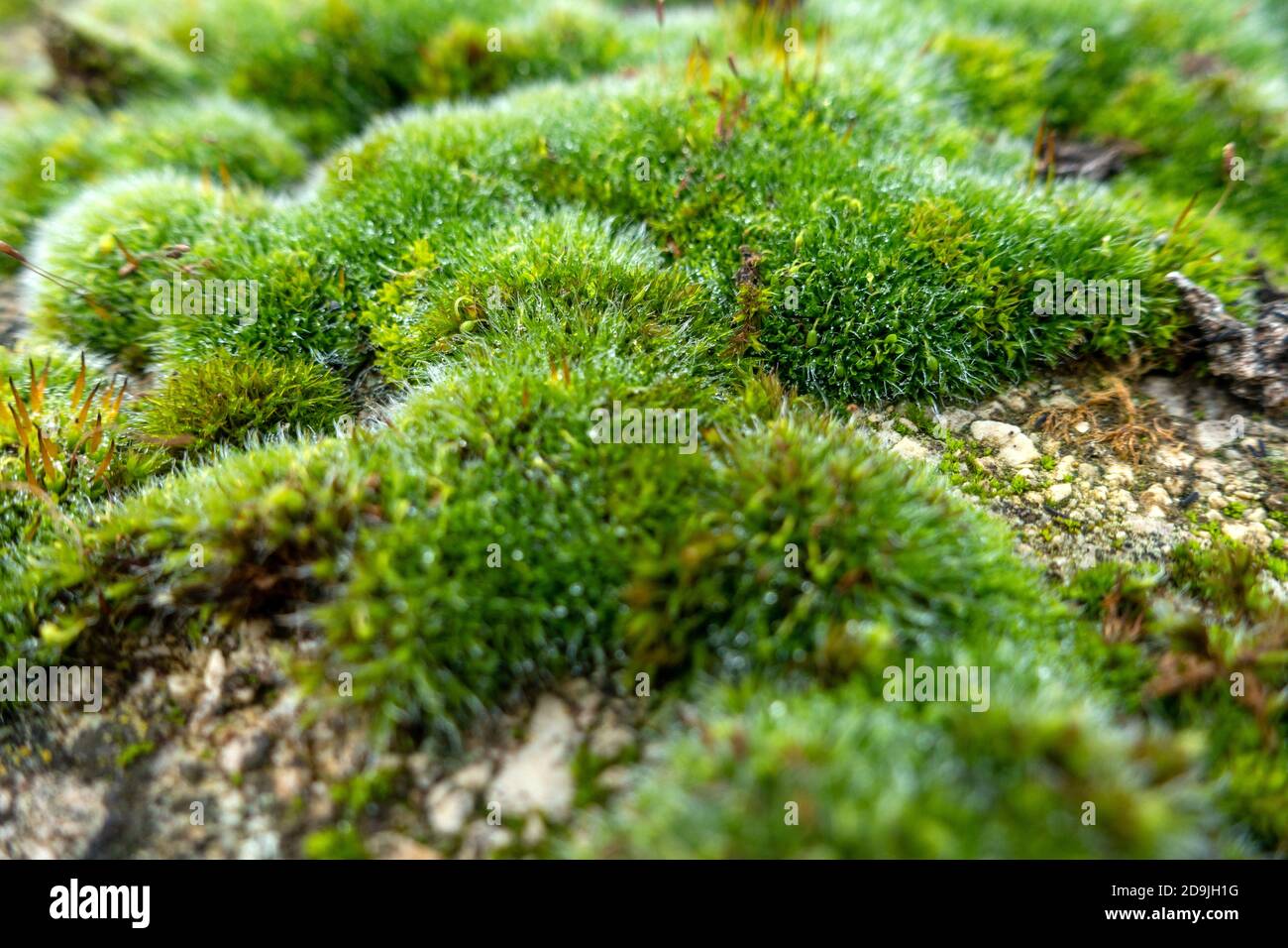 Close-up of very old garden Moss growing in an English garden Stock ...
