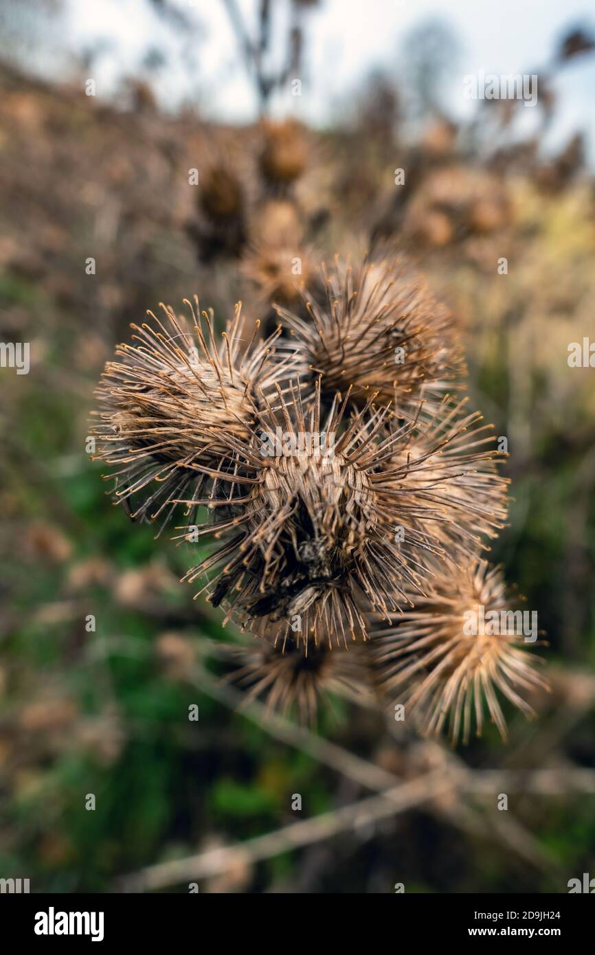 close-up of wild thistle heads in woodland Stock Photo - Alamy