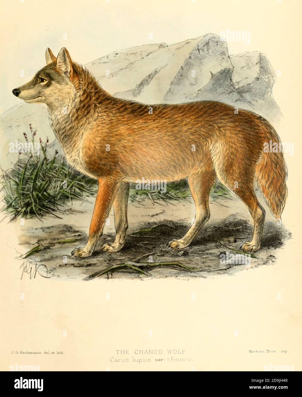 History nature canis lupus lupus hi-res stock photography and images ...
