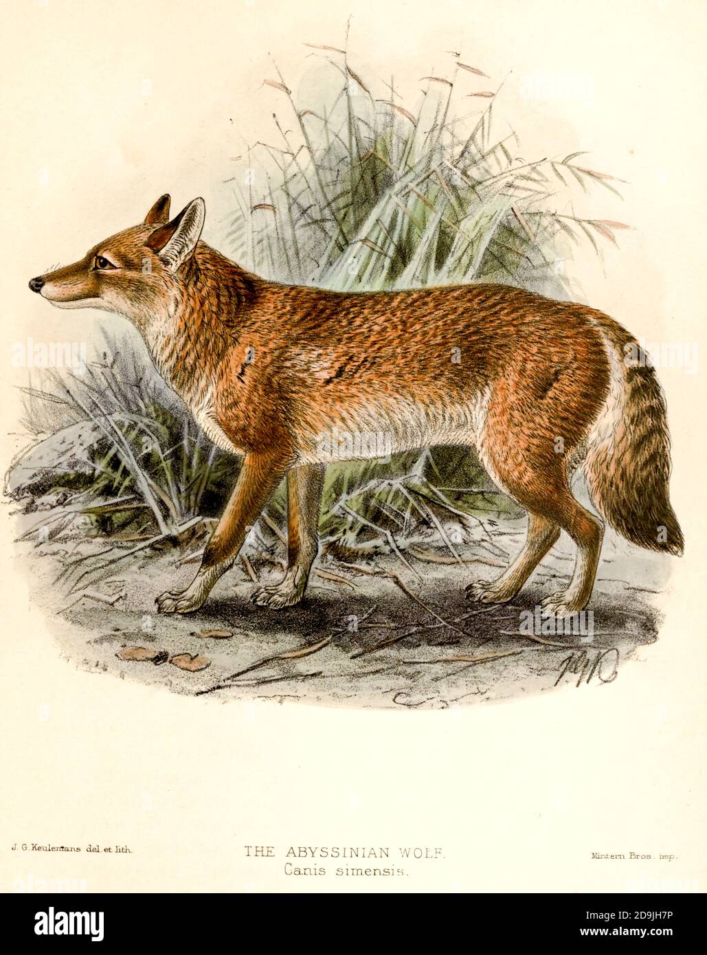 The Ethiopian wolf (Canis simensis), [Here as Abyssinian Wolf] also ...
