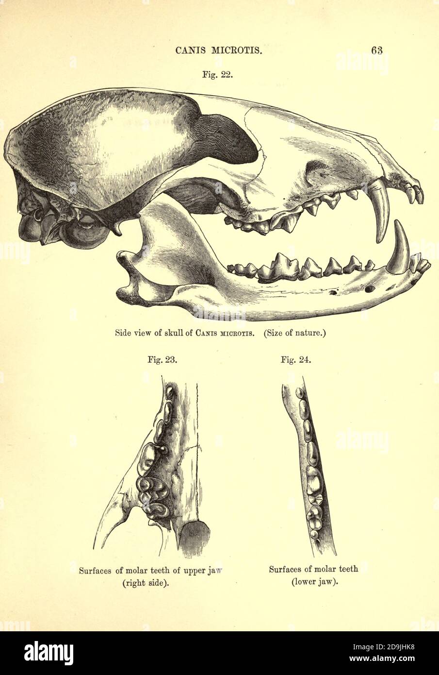 Skull of the short-eared dog (Atelocynus microtis [Here as Canis ...