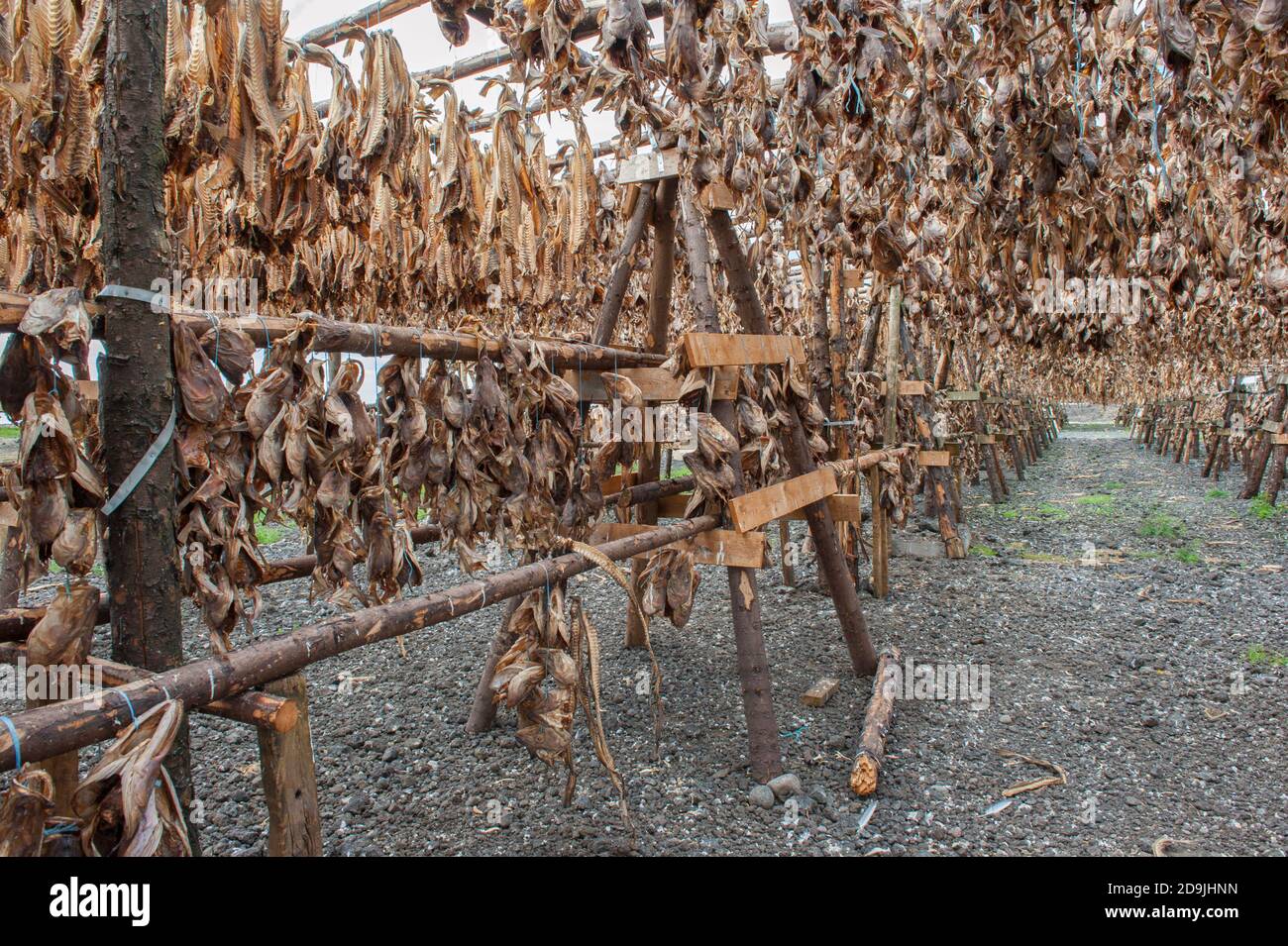 Stockfish cod drying in the sun hanging on the wooden construction ...