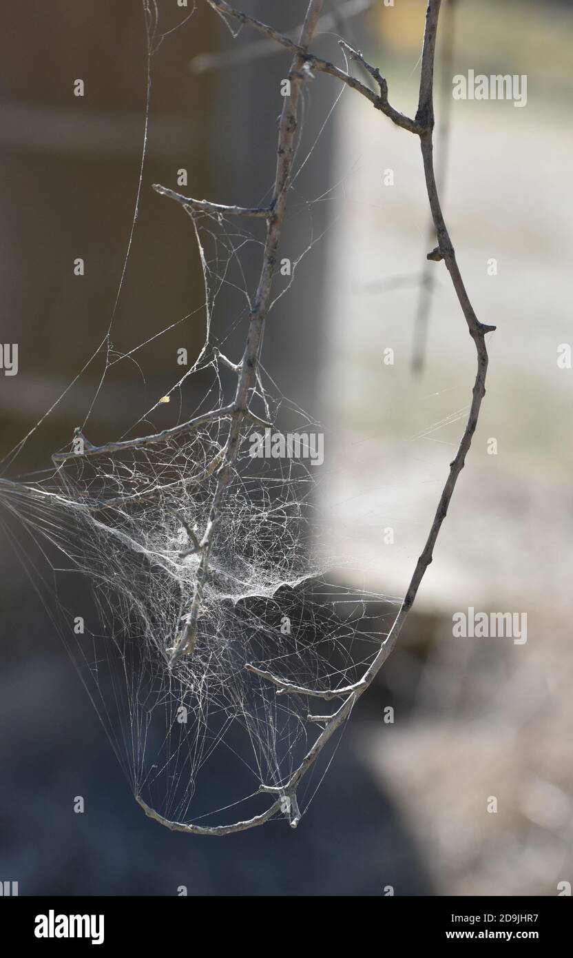 Hanging spider net stands hi-res stock photography and images - Alamy