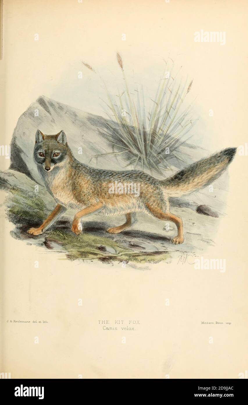 Classify nature painting hi-res stock photography and images - Alamy