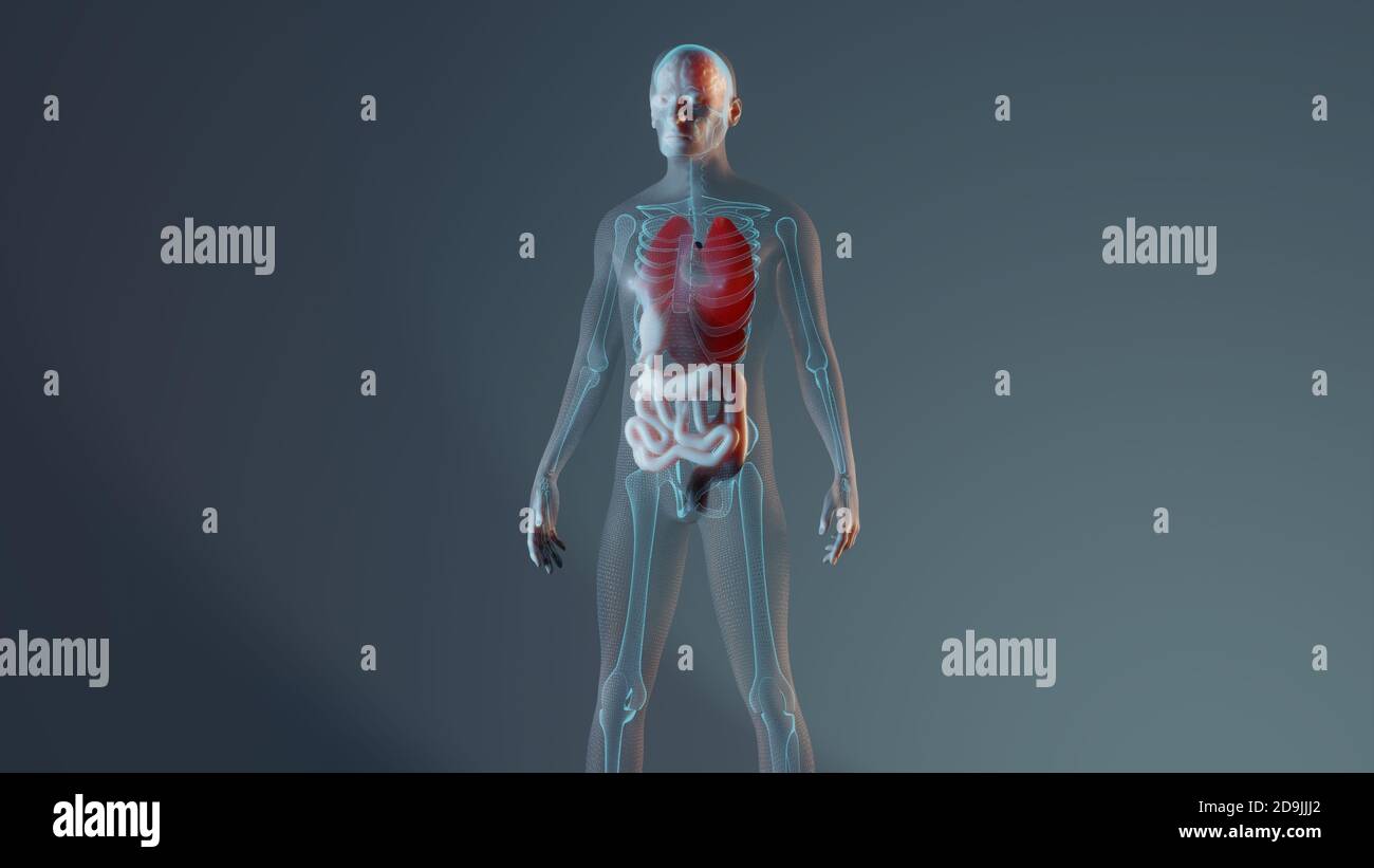 Male human anatomy representation with skeleton and internal organs ...