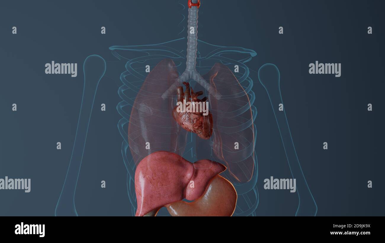 Anatomy of heart in male body. Medically accurate representation Stock ...