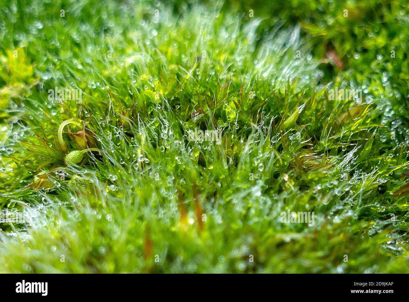 small wildlife world of Moss living on a wall Stock Photo - Alamy