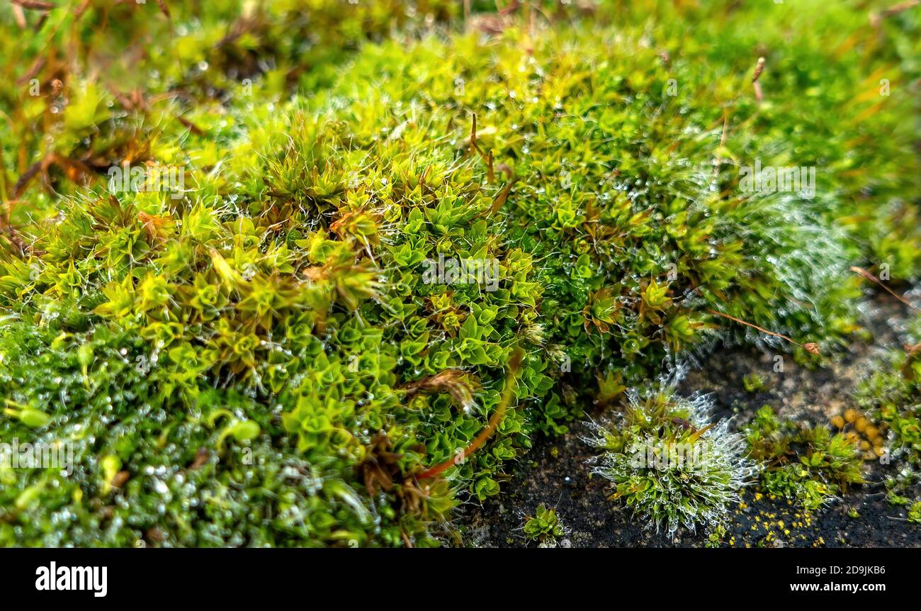small wildlife world of Moss living on a wall Stock Photo - Alamy