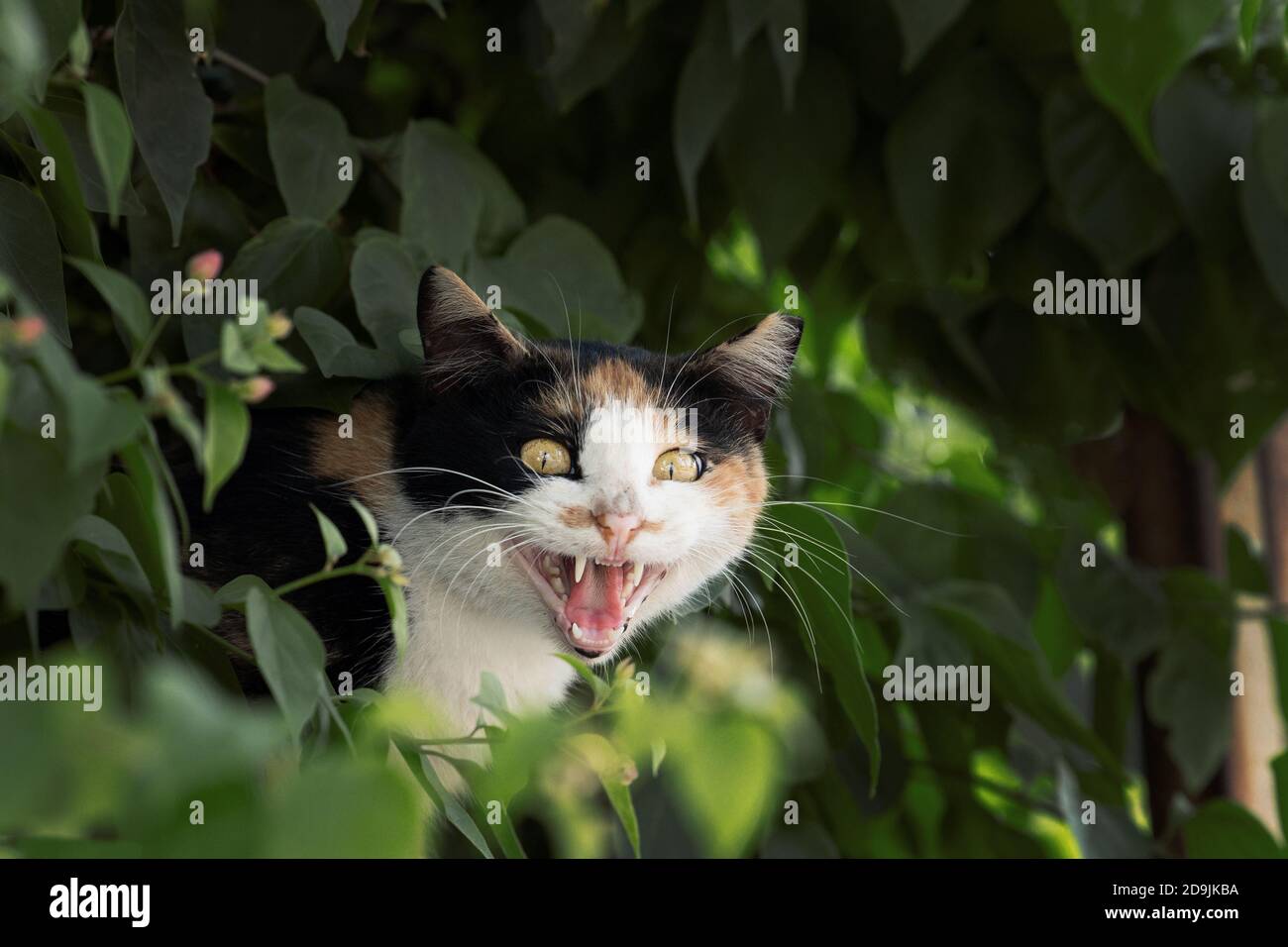 Nervous young cat hi-res stock photography and images - Alamy