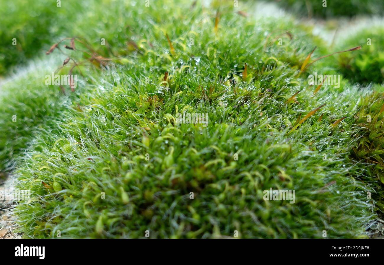 small wildlife world of Moss living on a wall Stock Photo - Alamy