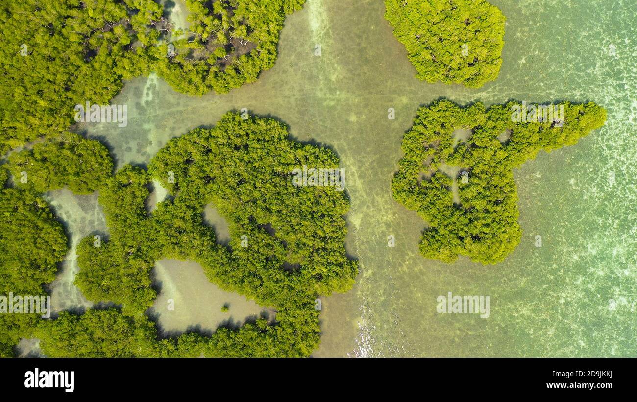 Tropical mangrove green tree forest view from above, trees, river ...