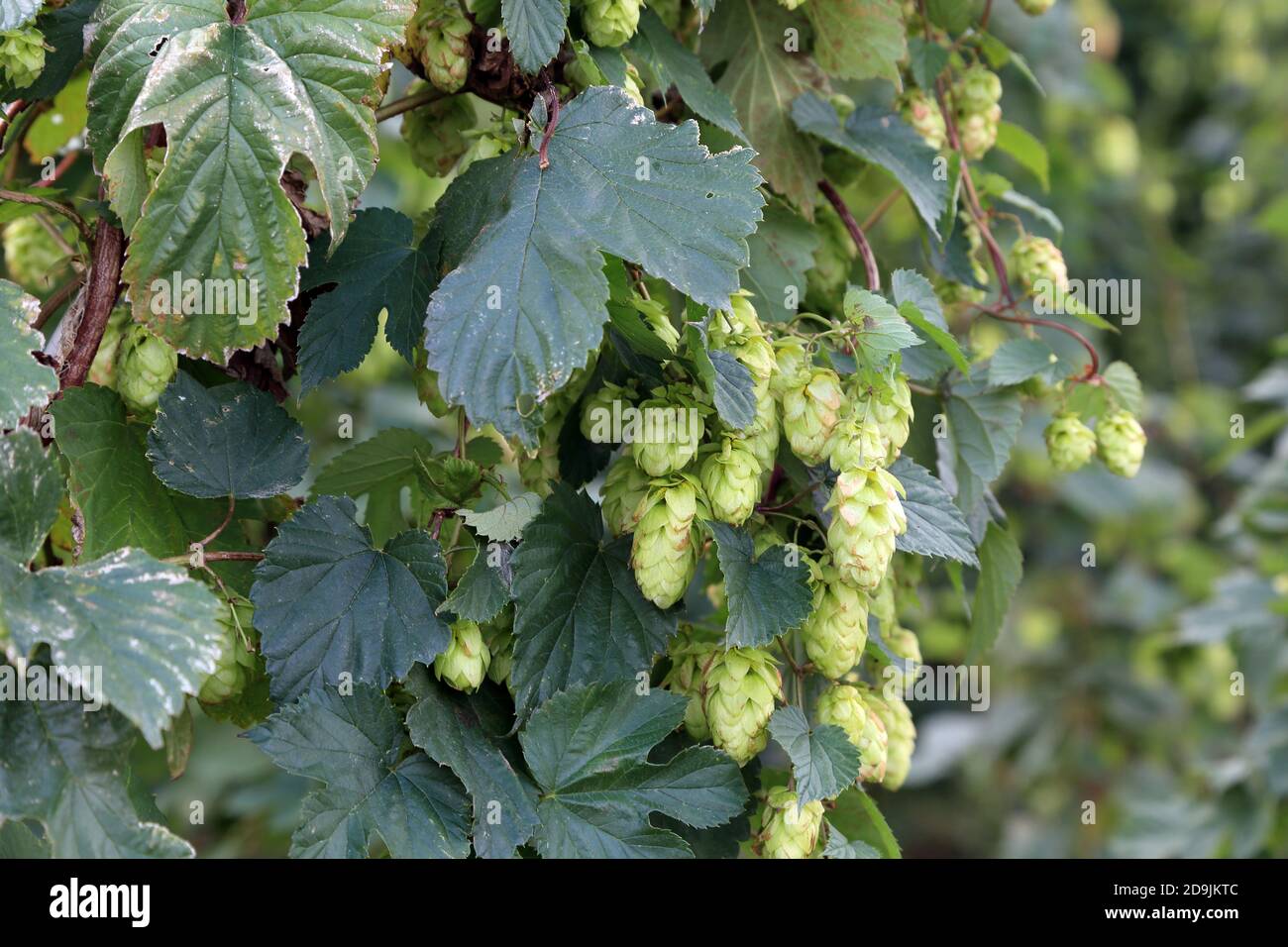 Hop flowers growing on hop vine, Bishopsbourne, Canterbury, Kent ...