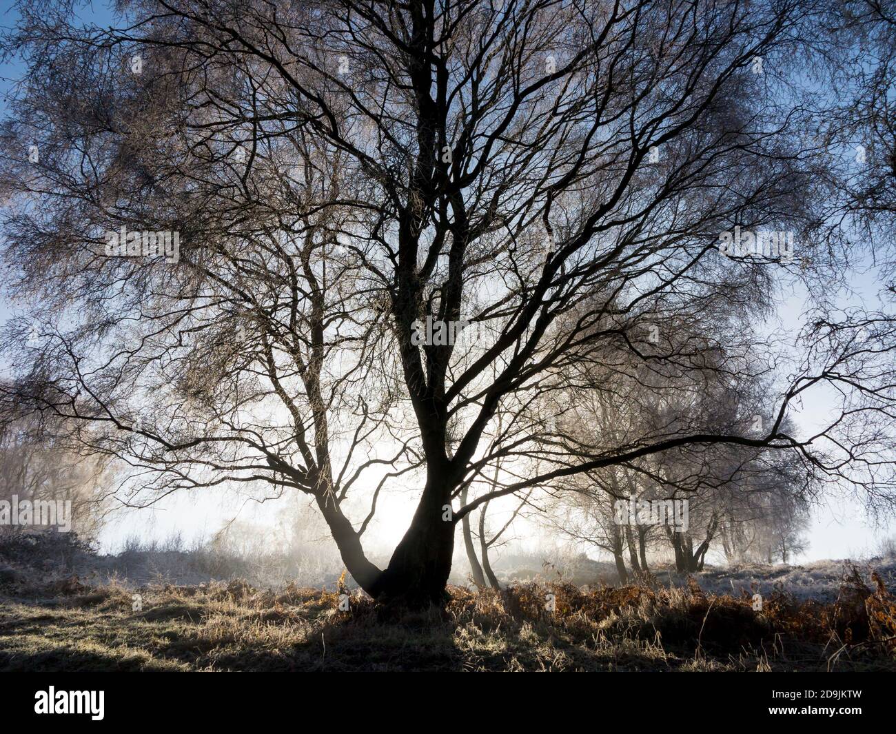 Frost covered trees in winter at Cannock Chase in Staffordshire England ...