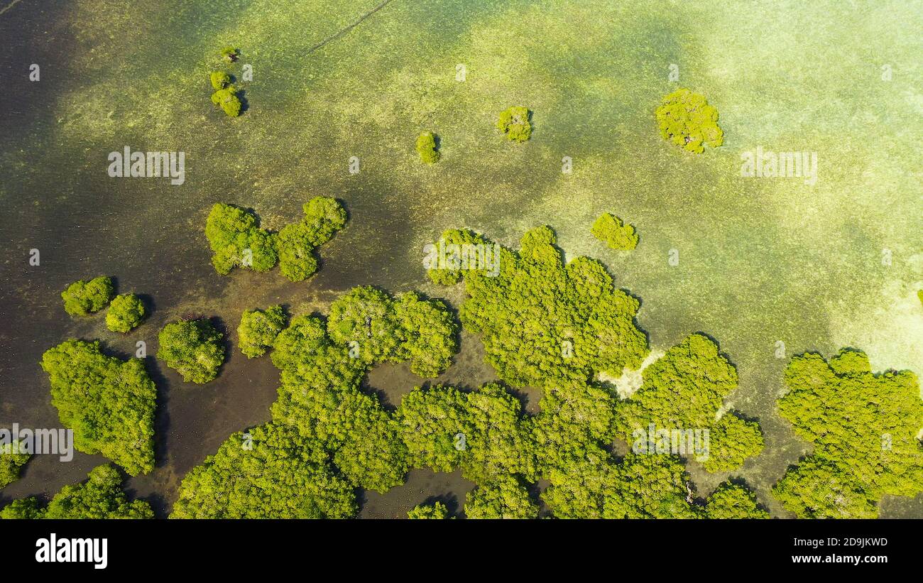Tropical mangrove green tree forest view from above, trees, river ...