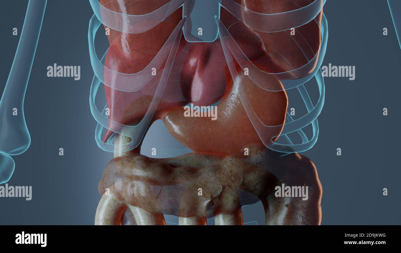 Stomach anatomy in male body. medically accurate Rendered 3D ...