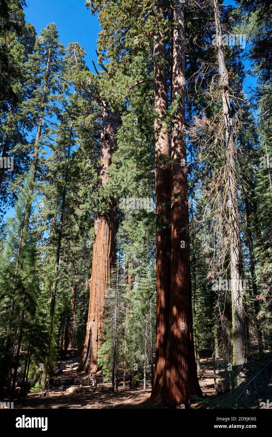 Three giant sequoia trees hi-res stock photography and images - Alamy