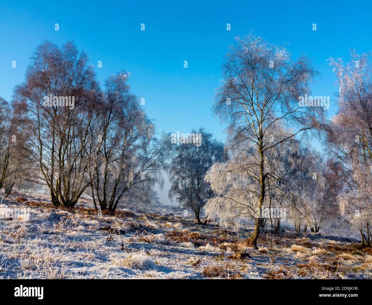 Frost covered trees in winter at Cannock Chase in Staffordshire England ...