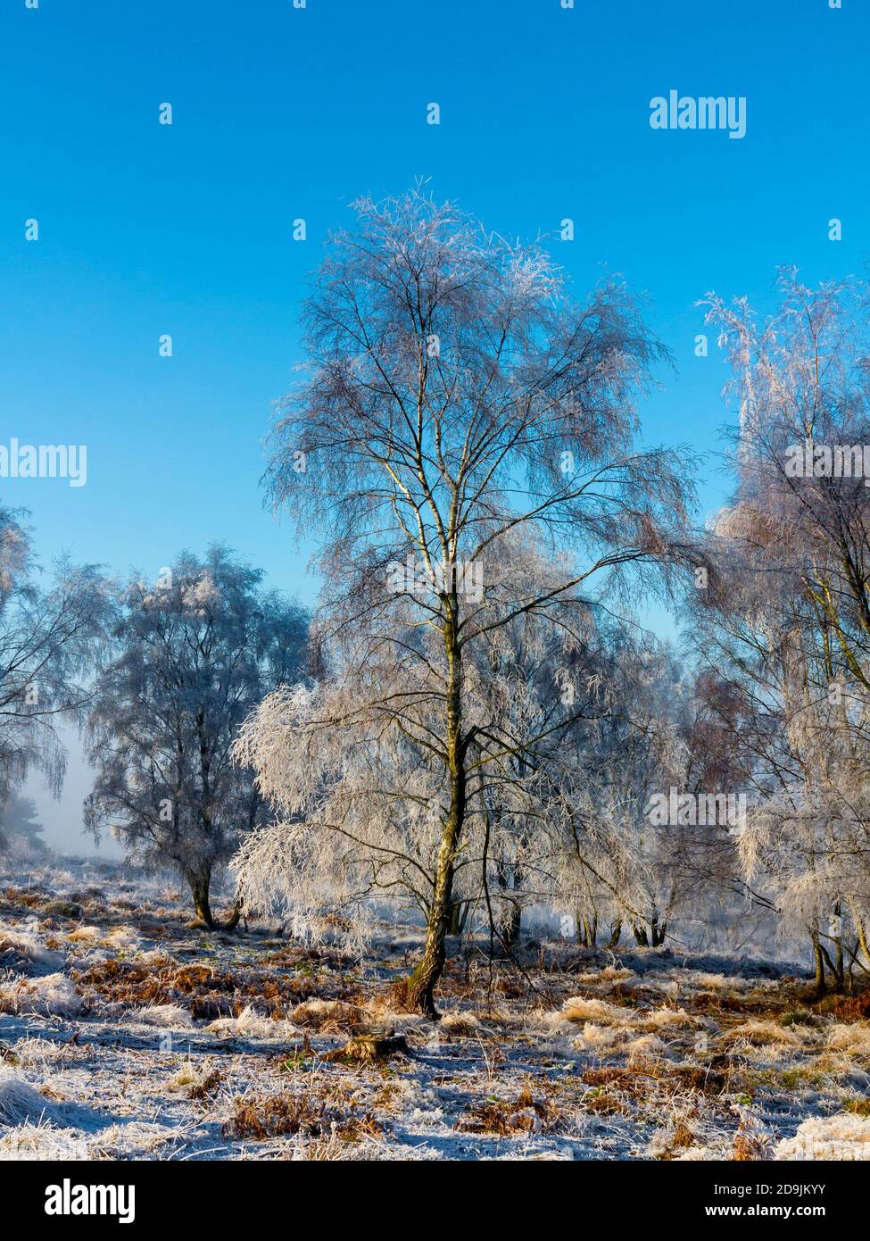 Frost covered trees in winter at Cannock Chase in Staffordshire England ...