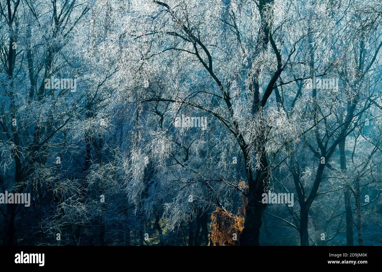 Frost covered trees in winter at Cannock Chase in Staffordshire England ...