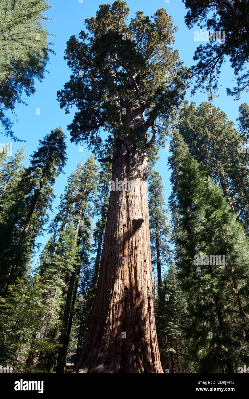 General Sherman Tree, Sequoia National Park, California, USA Stock ...