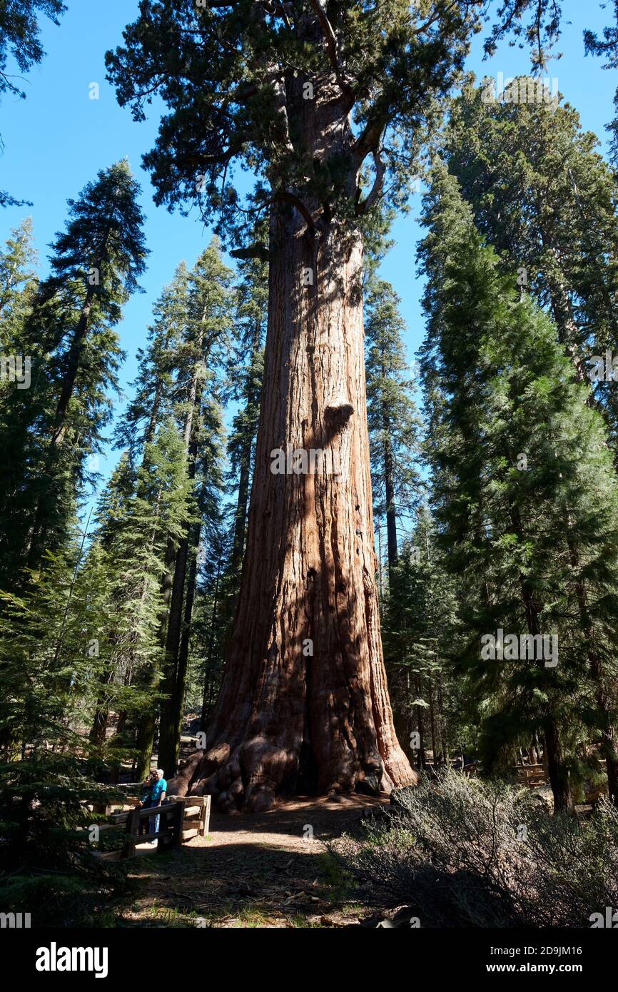 General Sherman Tree, Sequoia National Park, California, USA Stock ...