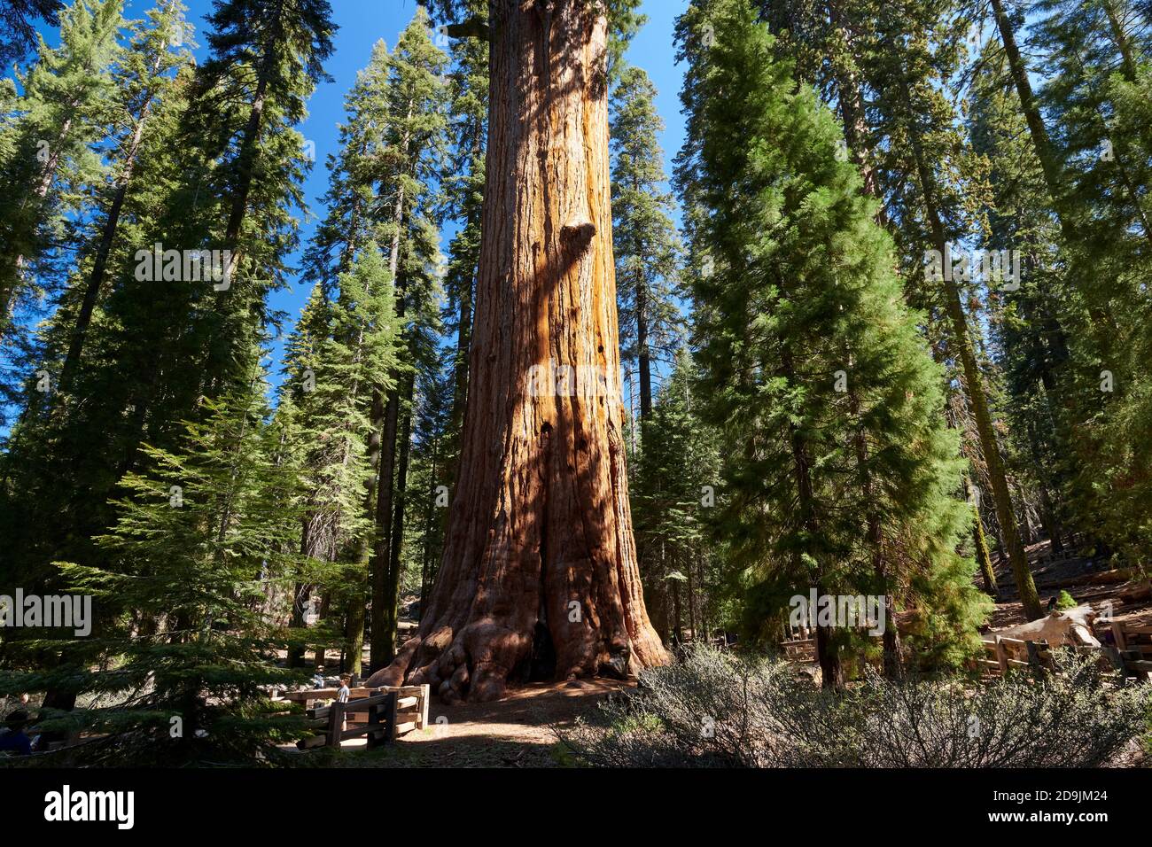 General Sherman Tree, Sequoia National Park, California, USA Stock ...