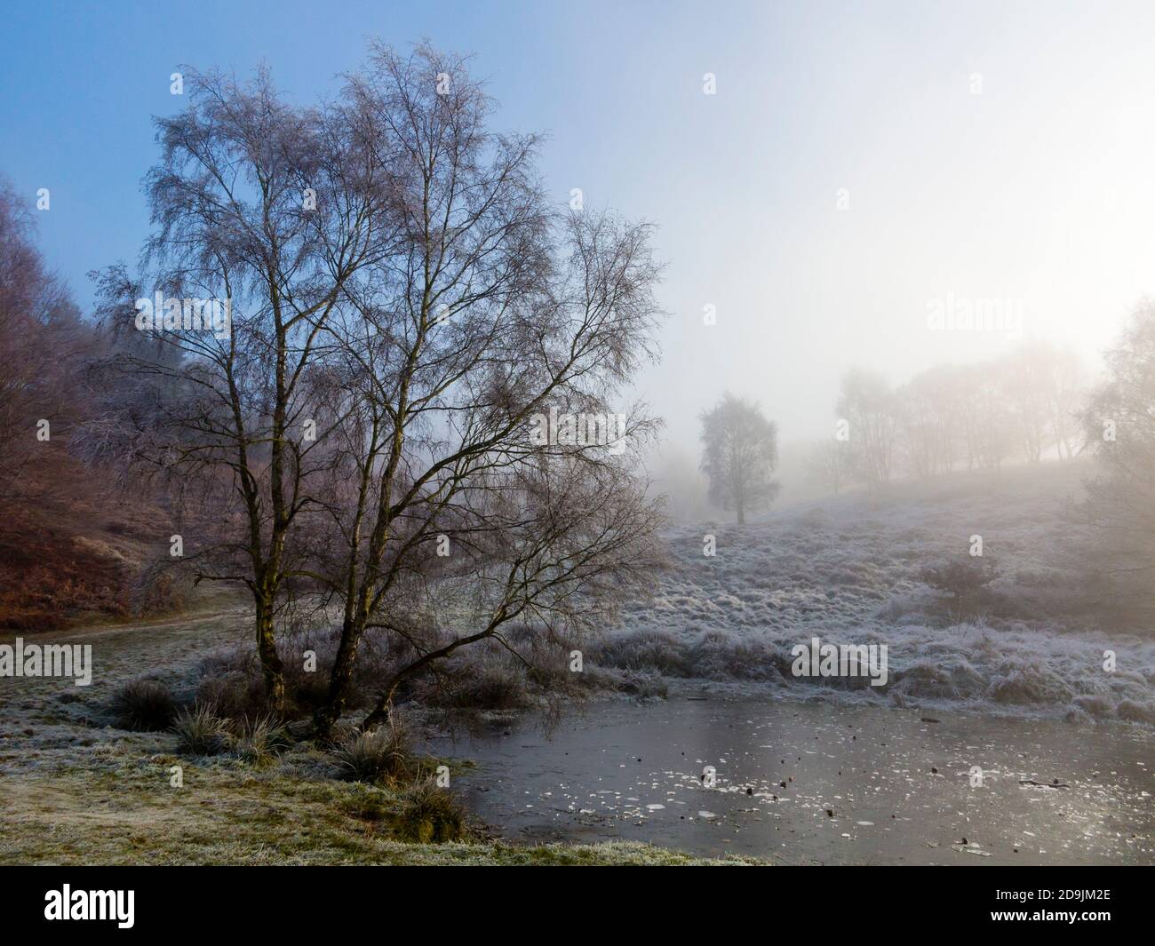 Frost covered trees in winter at Cannock Chase in Staffordshire England ...