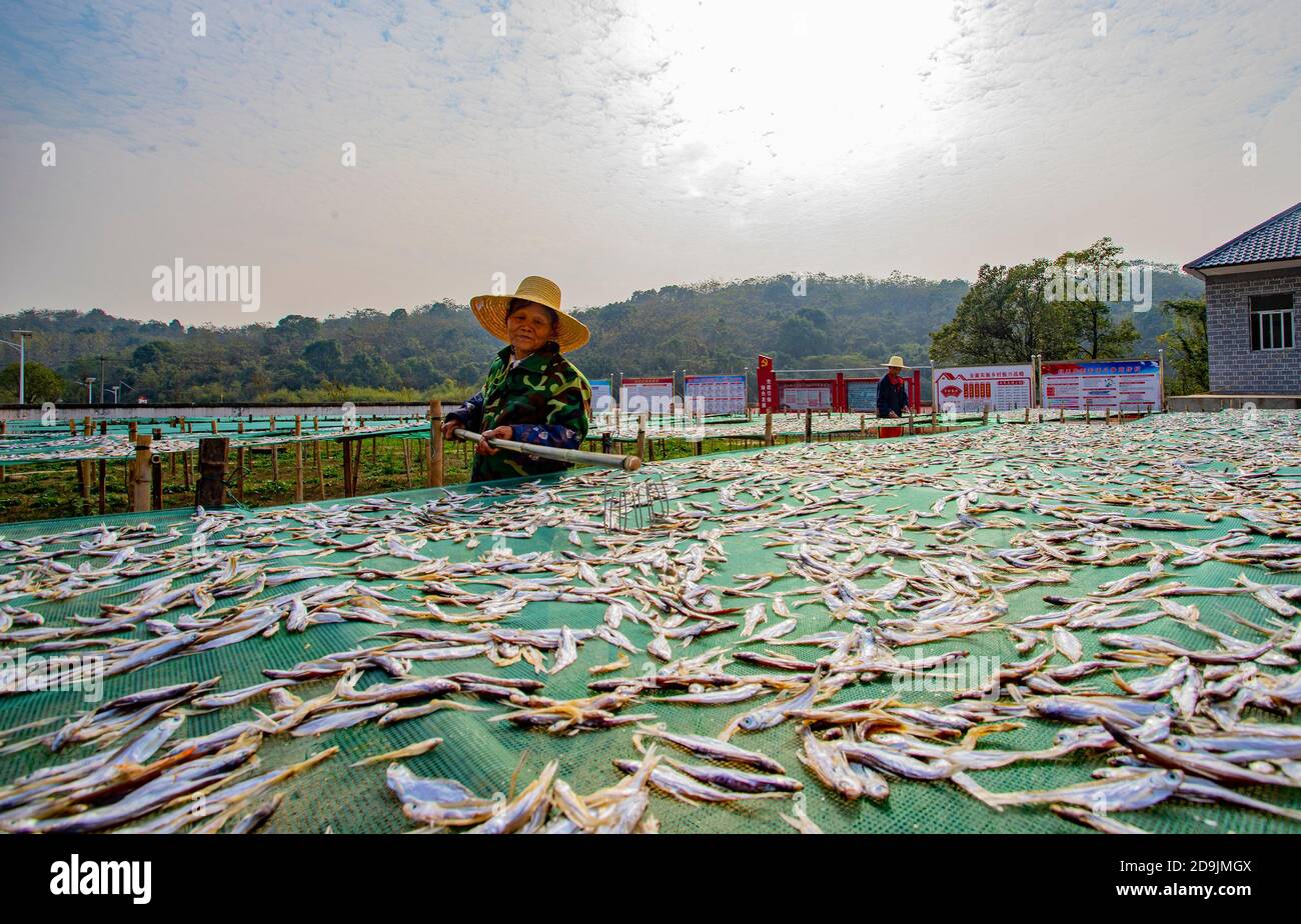 Fishermen are drying fish at a field in Jiujiang city, east China's ...