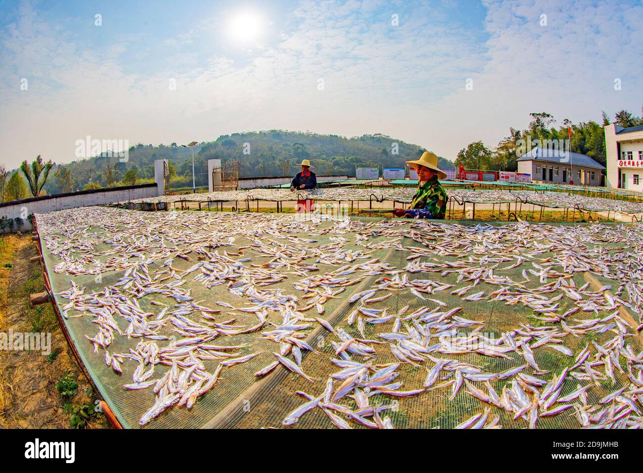 Fishermen are drying fish at a field in Jiujiang city, east China's ...