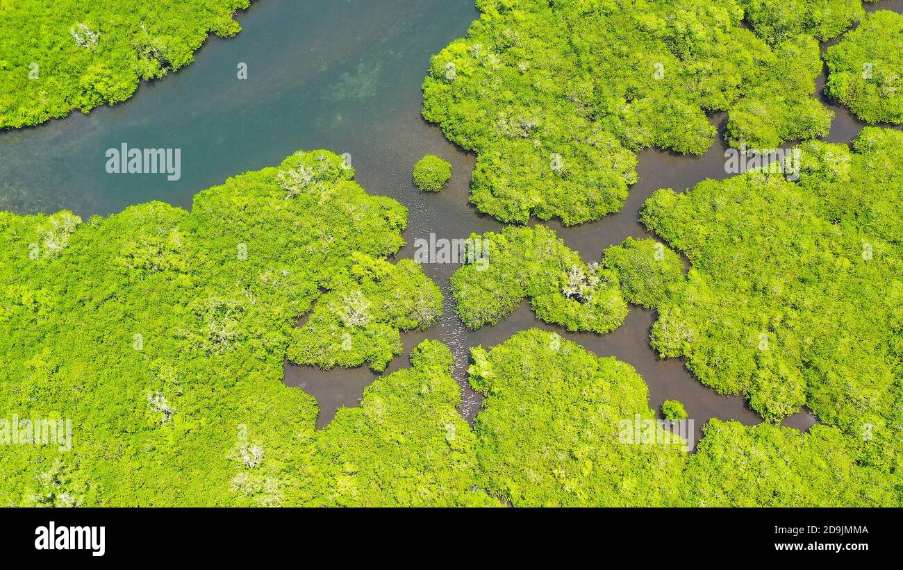 Tropical mangrove green tree forest view from above, trees, river ...