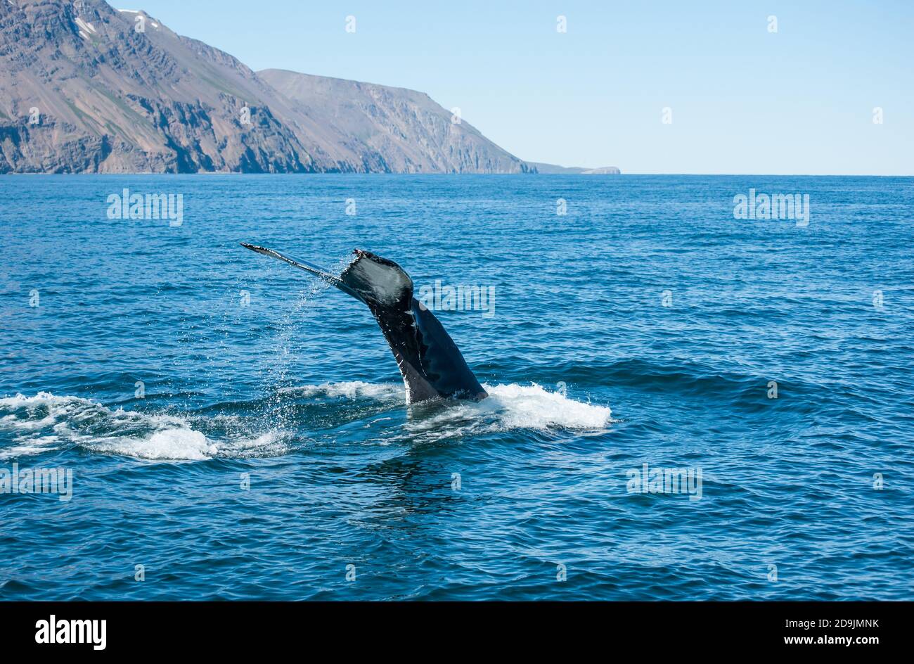 Tail fin of the mighty humpback whale (Megaptera novaeangliae) seen ...