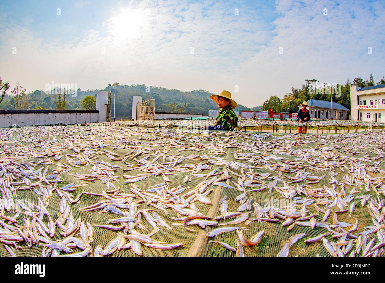 Fishermen are drying fish at a field in Jiujiang city, east China's ...