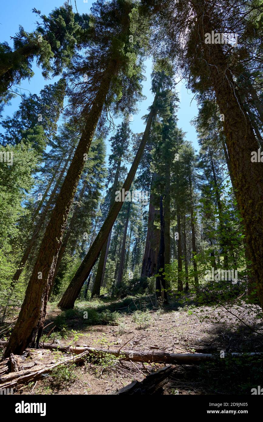 Usa california three rivers hi-res stock photography and images - Alamy