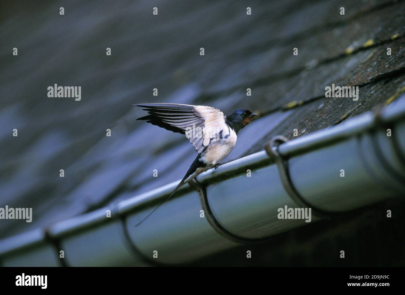 BARN SWALLOW hirundo rustica, ADULT STANDING ON GUTTER Stock Photo - Alamy