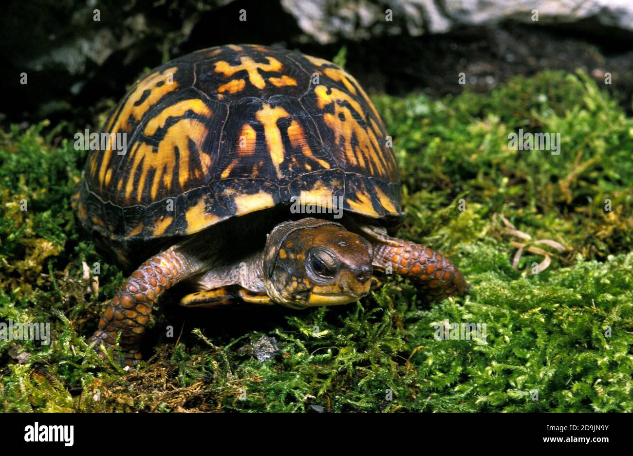 EASTERN BOX TURTLE terrapene carolina Stock Photo - Alamy