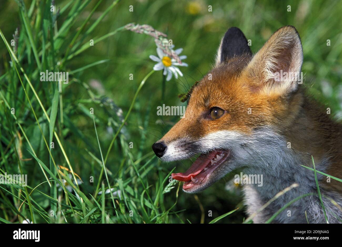 RED FOX vulpes vulpes, ADULT STANDING IN LONG GRASS Stock Photo - Alamy